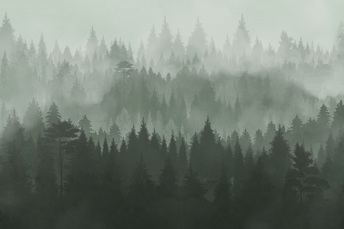 Forest Green 2 Wallpaper | Happywall
