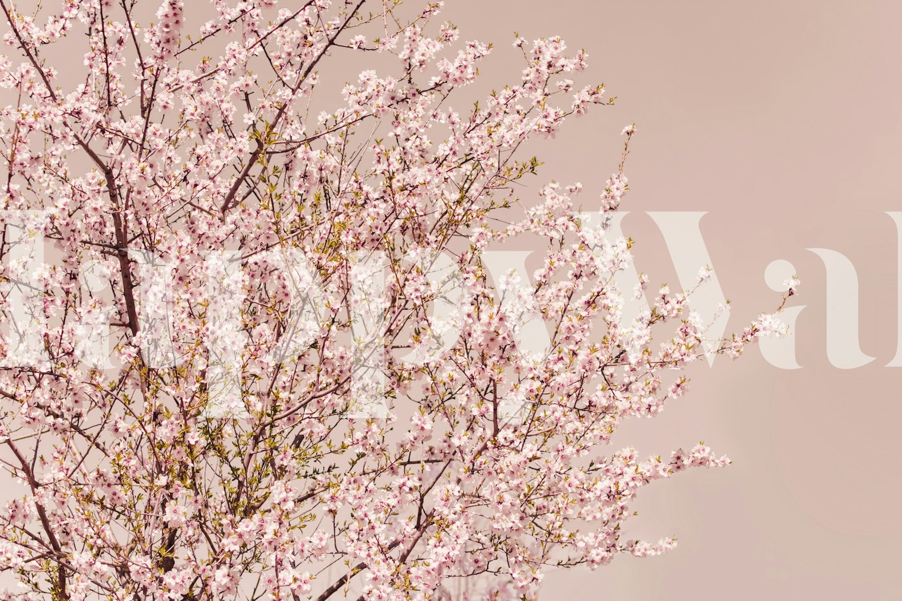 Spring Blossom Tree Wallpaper - Happywall
