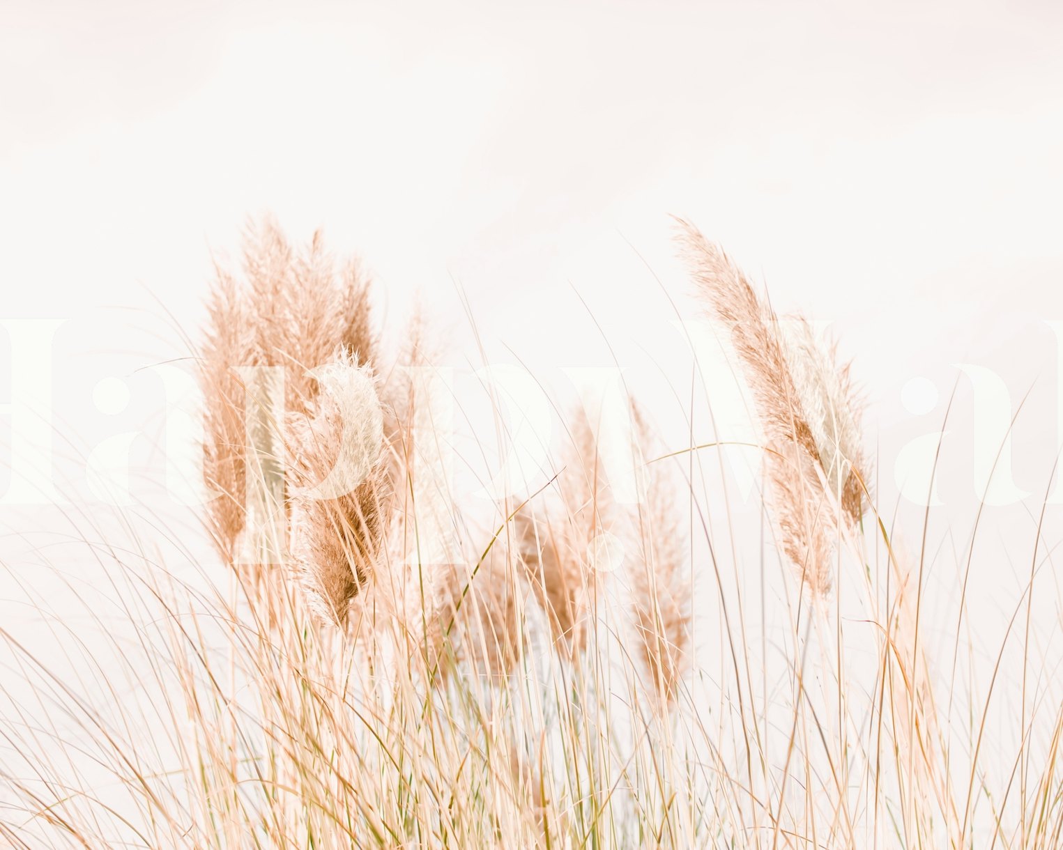"Pampas Grass Puff Wallpaper - Beautiful, Elegant & Removable | Happywall"