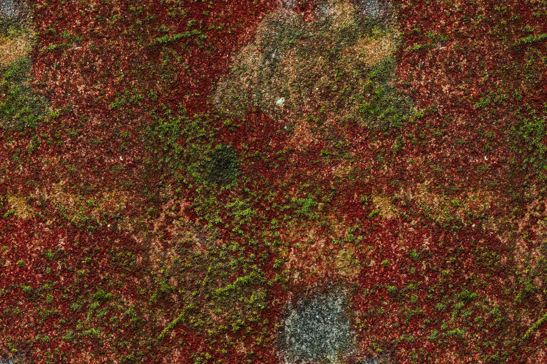 Wall with Red and Green Moss wallpaper - Happywall