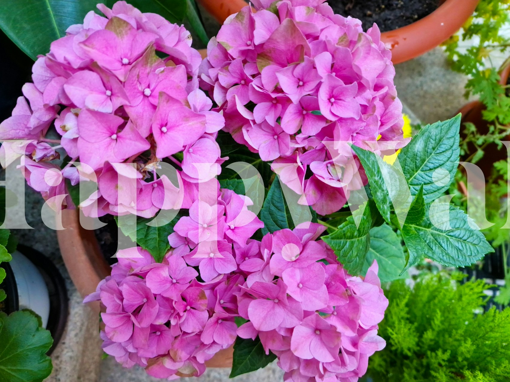 Pink Hydrangea Wallpaper - Happywall.com