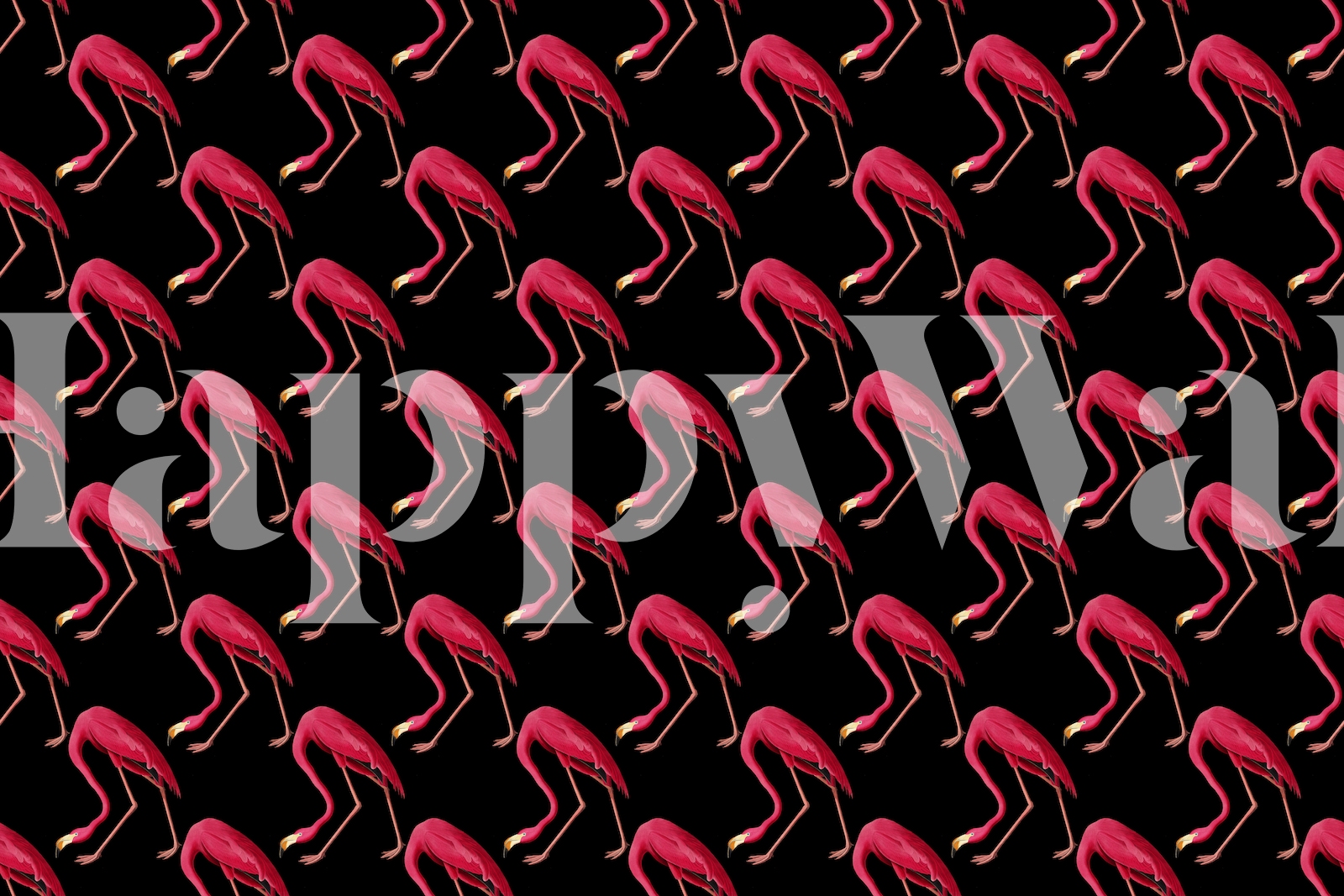 Pink Flamingo Wallpaper on Black Background