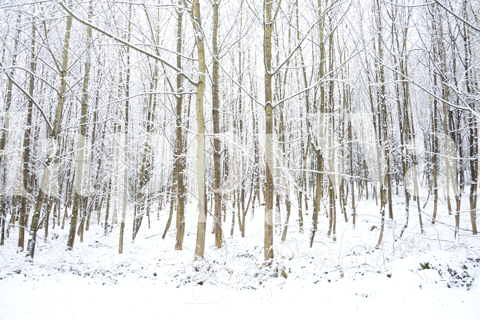 Winterly Forest Wallpaper | Snowy Trees | Happywall