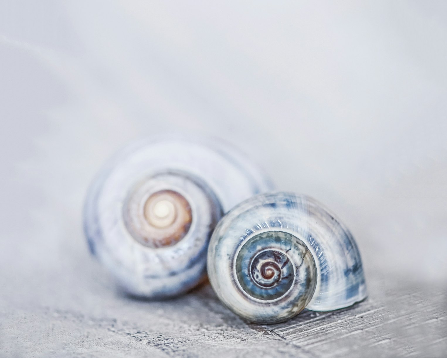 Blue Dreamy Seashells Wallpaper - Happywall