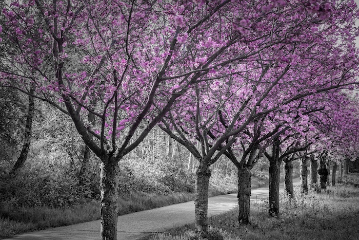 Pink Cherry Blossom Alley Wallpaper