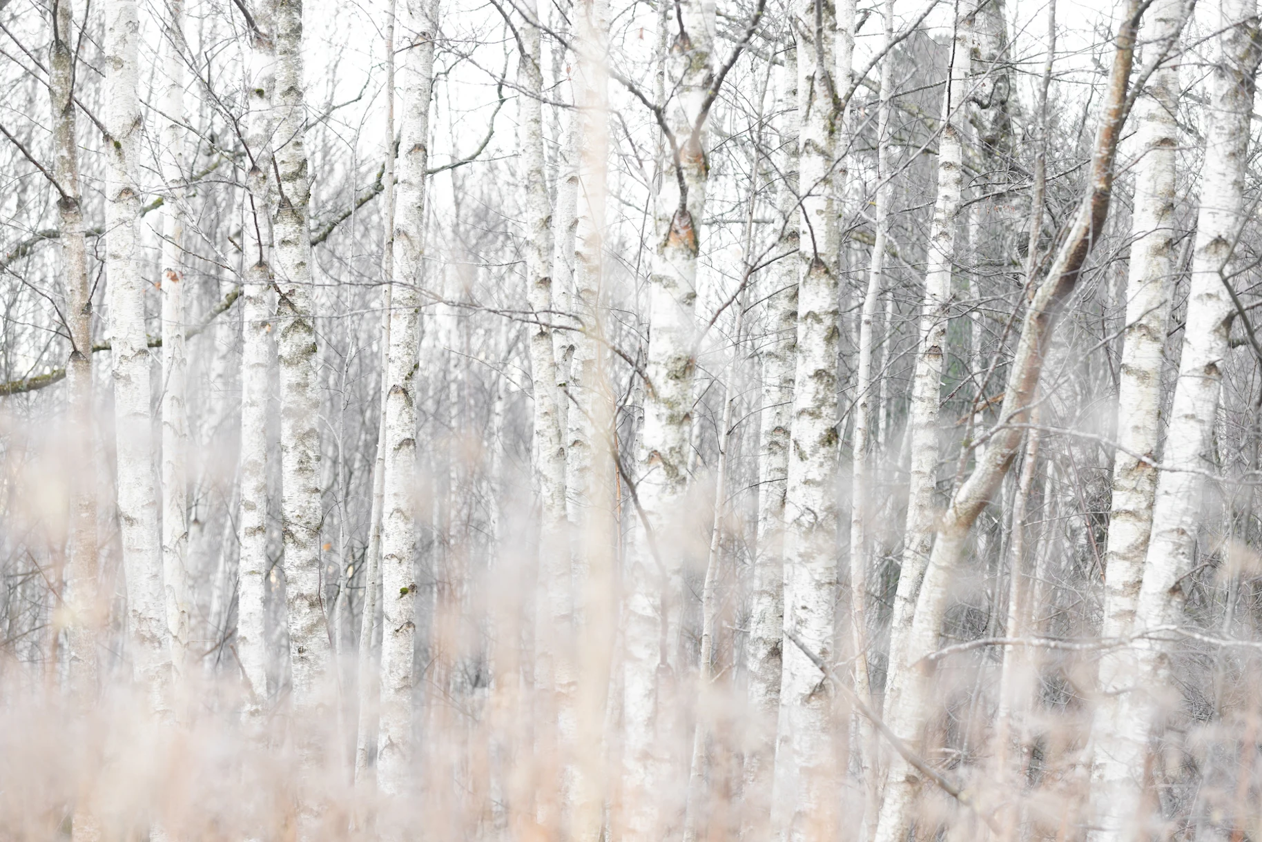 Birch Trees and Grass Wallpaper - Happywall