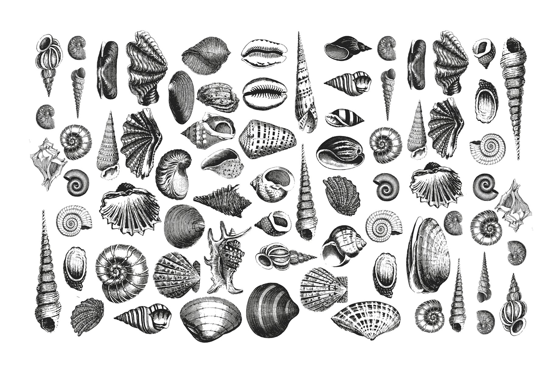 Black and White Seashell Wallpaper - Coastal Home Wall Mural | Happywall