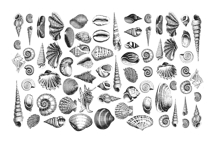 Black and White Seashell Wallpaper for Coastal Decor