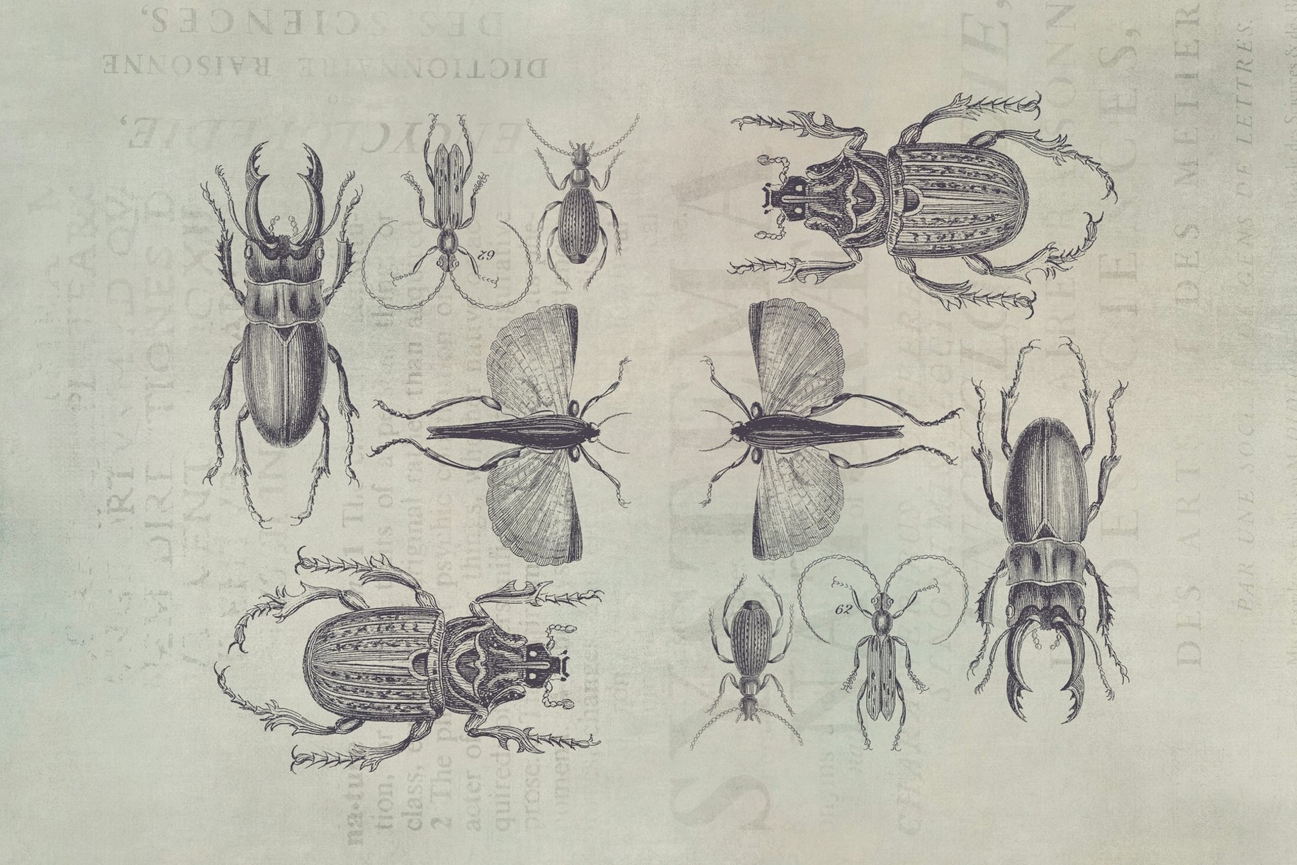 Bugs And Beetles wallpaper - Happywall