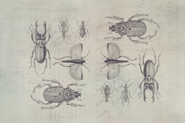 Vintage Insect Wallpaper for Nature Lovers