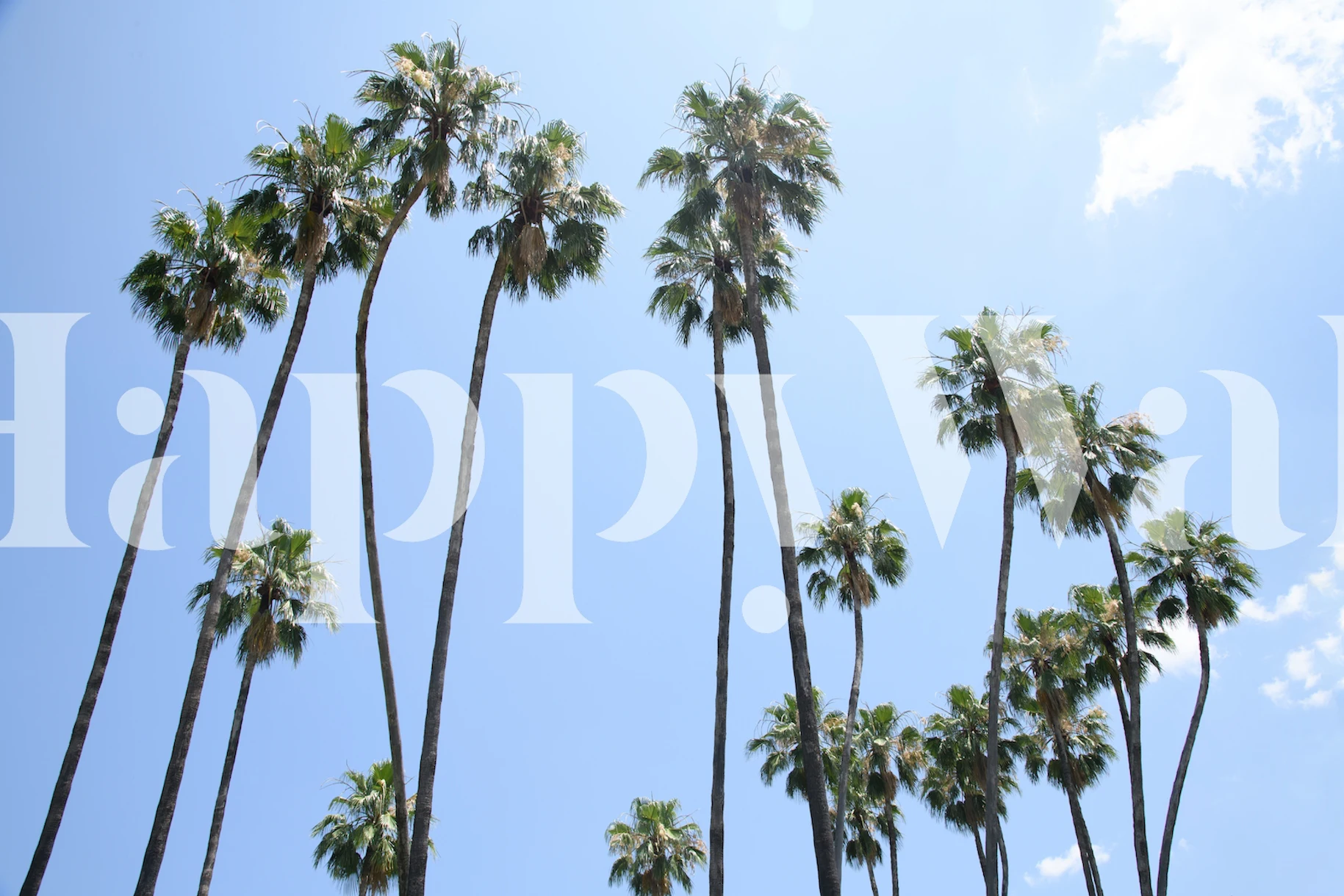 Under the Palm Trees 3 Wallpaper - Relaxing Tropical Wall Decor