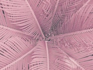 Pink Palm Leaf Tapet Fototapet Happywall