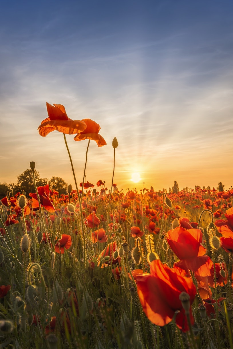 Poppies in sunset wallpaper | Happywall