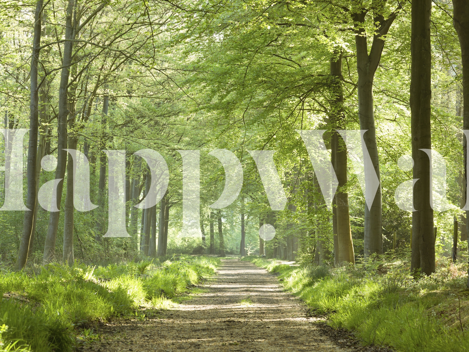 Spring Path Wallpaper – Buy Online at Happywall