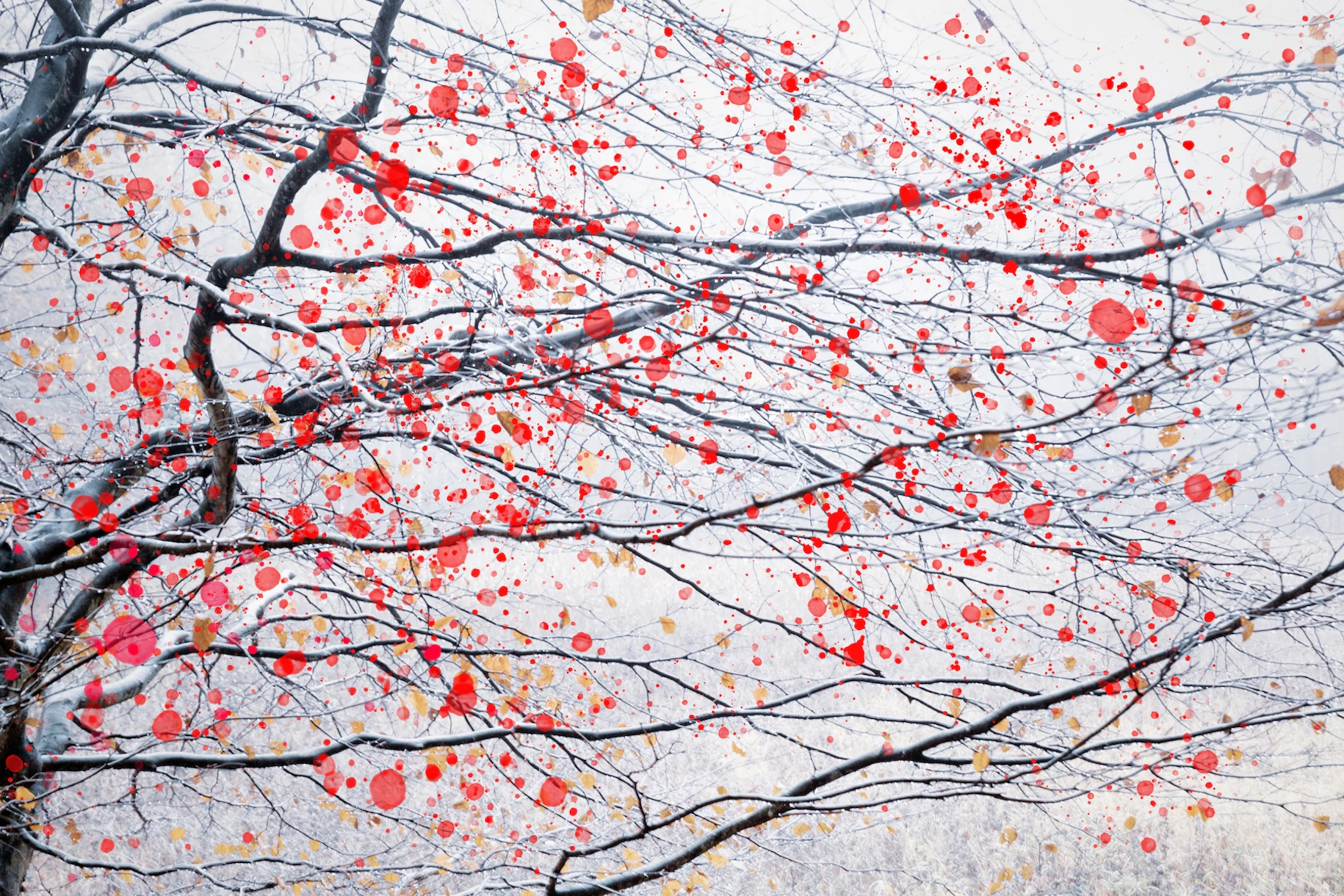 Buy Fire Blossom Tree 6 Wallpaper - Happywall