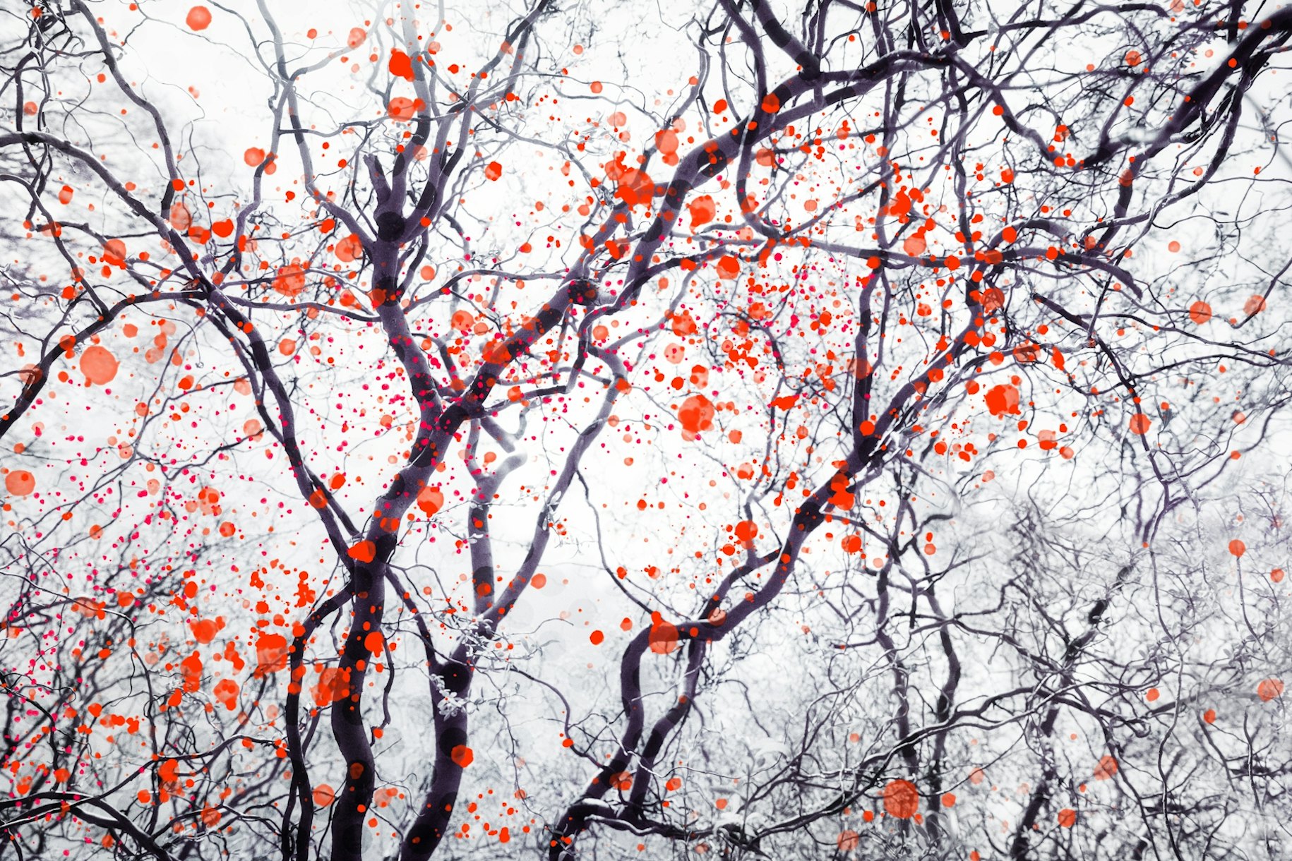Fire Blossom Tree 4 wallpaper - Free shipping | Happywall