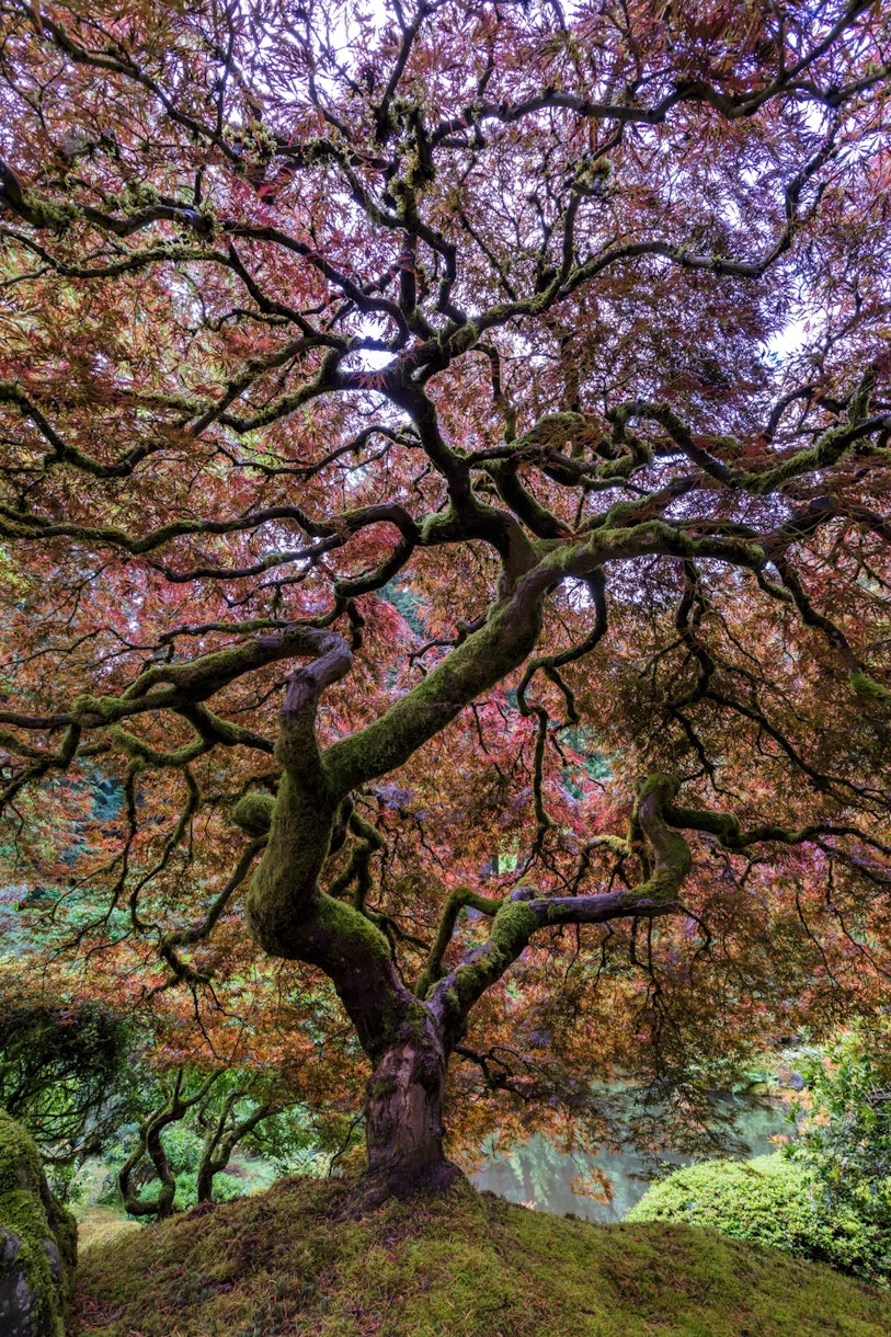 Japanese Maple Tree Wallpaper - Happywall