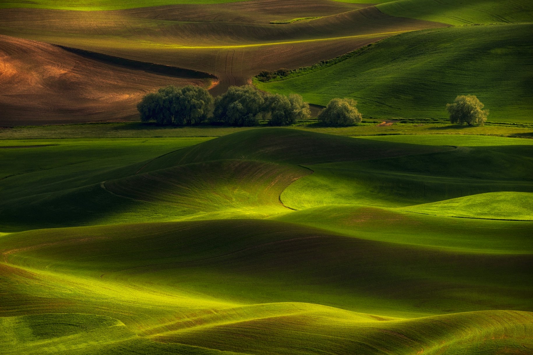 Spring in the Palouse wallpaper - Happywall