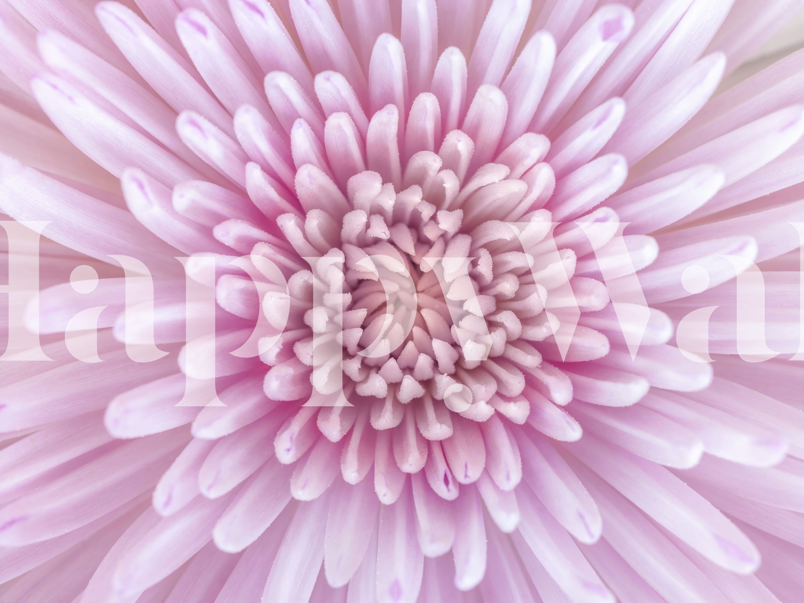 Buy Chrysanthemum Flower Wallpaper | Happywall - Happywall