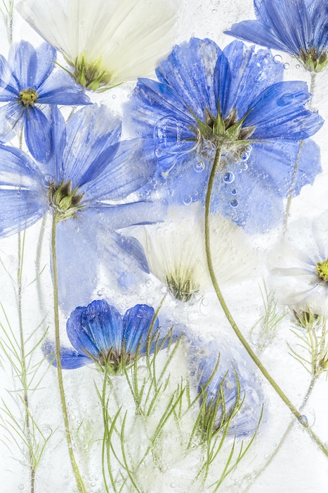 Cosmos Blue Wallpaper | Happywall