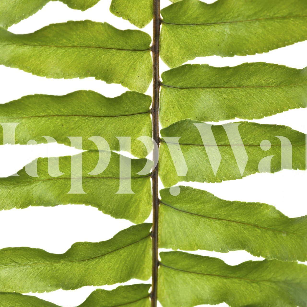 Green Fern Leaf Wallpaper - happywall.com