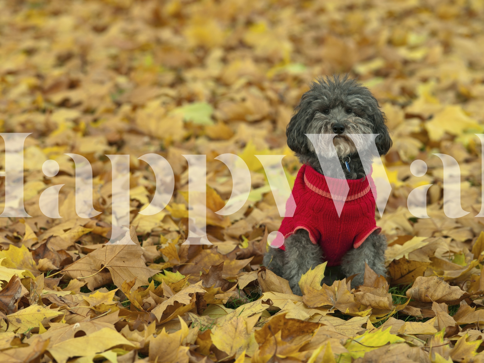 Buy Cute Puddle Wallpaper Online | Happywall