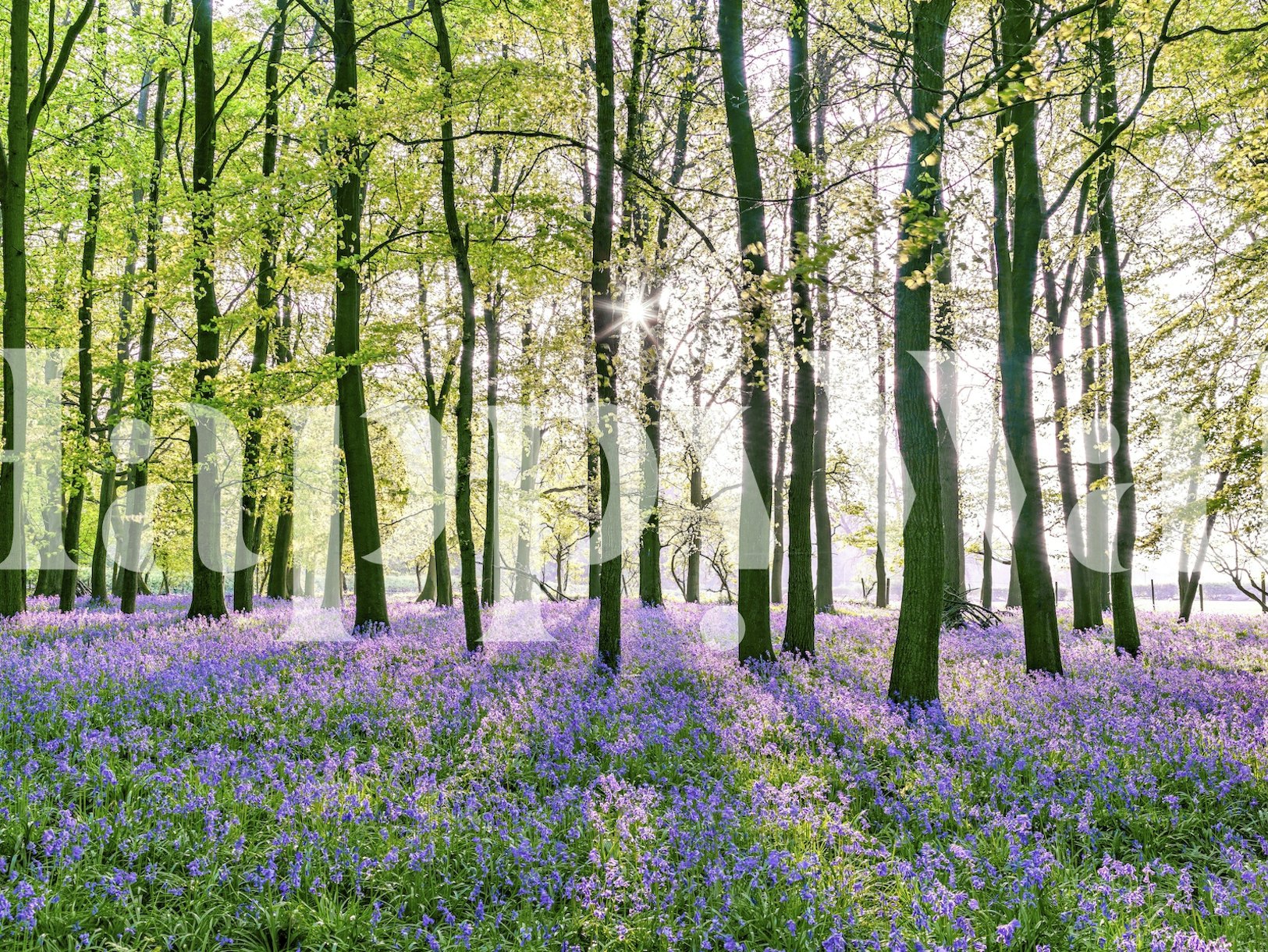 Enchanting Bluebell Forest wallpaper - Free shipping | Happywall