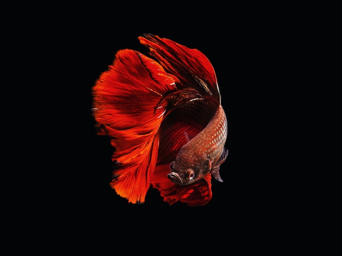 Buy The Red Wallpaper Online - Happywall