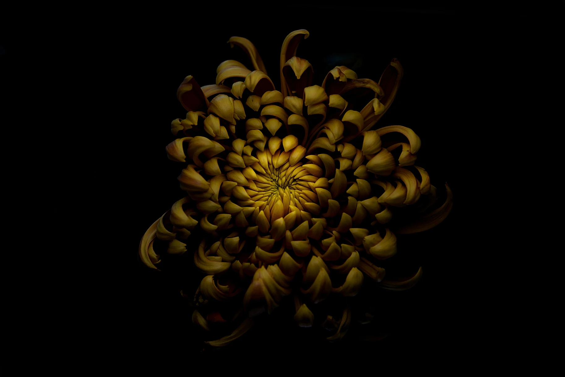 Chrysanthemum Wallpaper - Buy Beautiful Floral Wallpapers Online ...