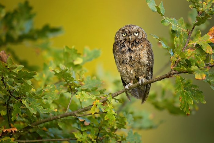 Eurasian Scops Owl Nature Wallpaper
