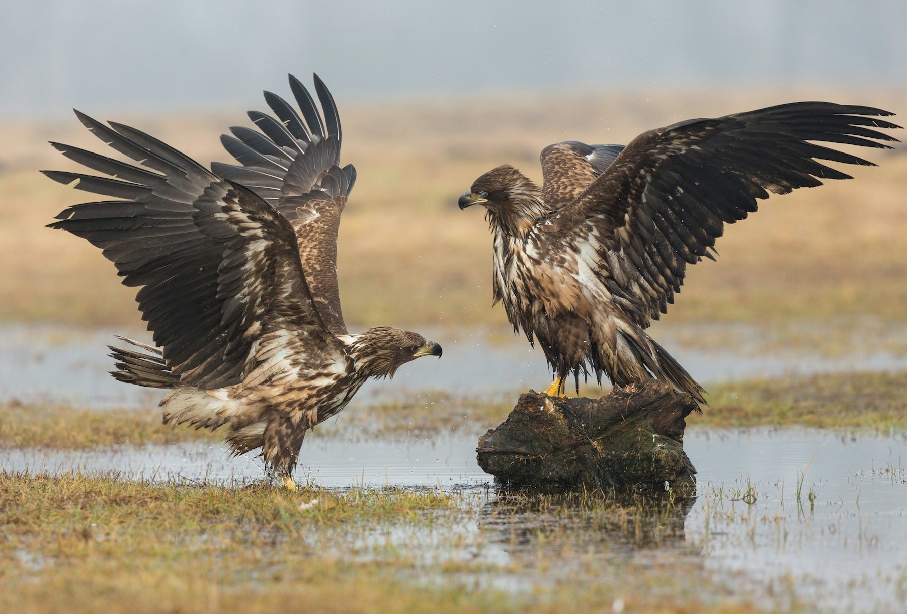 Open Wings Wallpaper – Beautiful Bird Wall Murals | Happywall