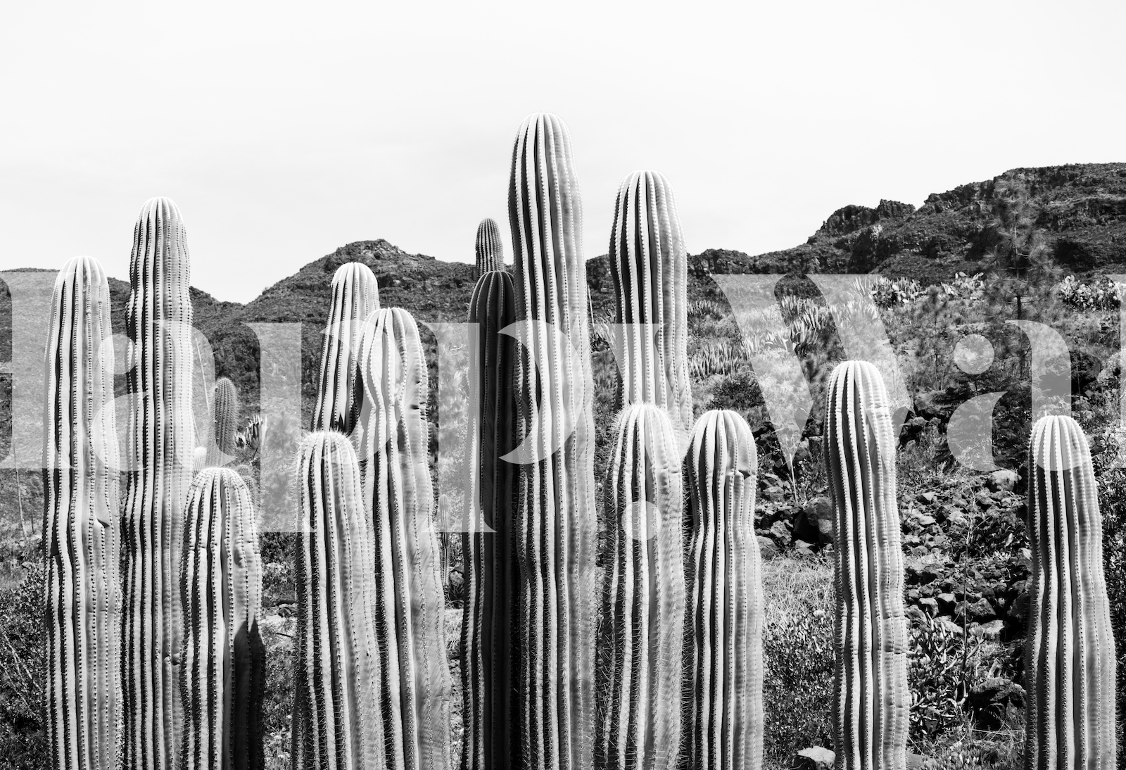 Cactus Oasis 4 Wallpaper | Buy Now on Happywall