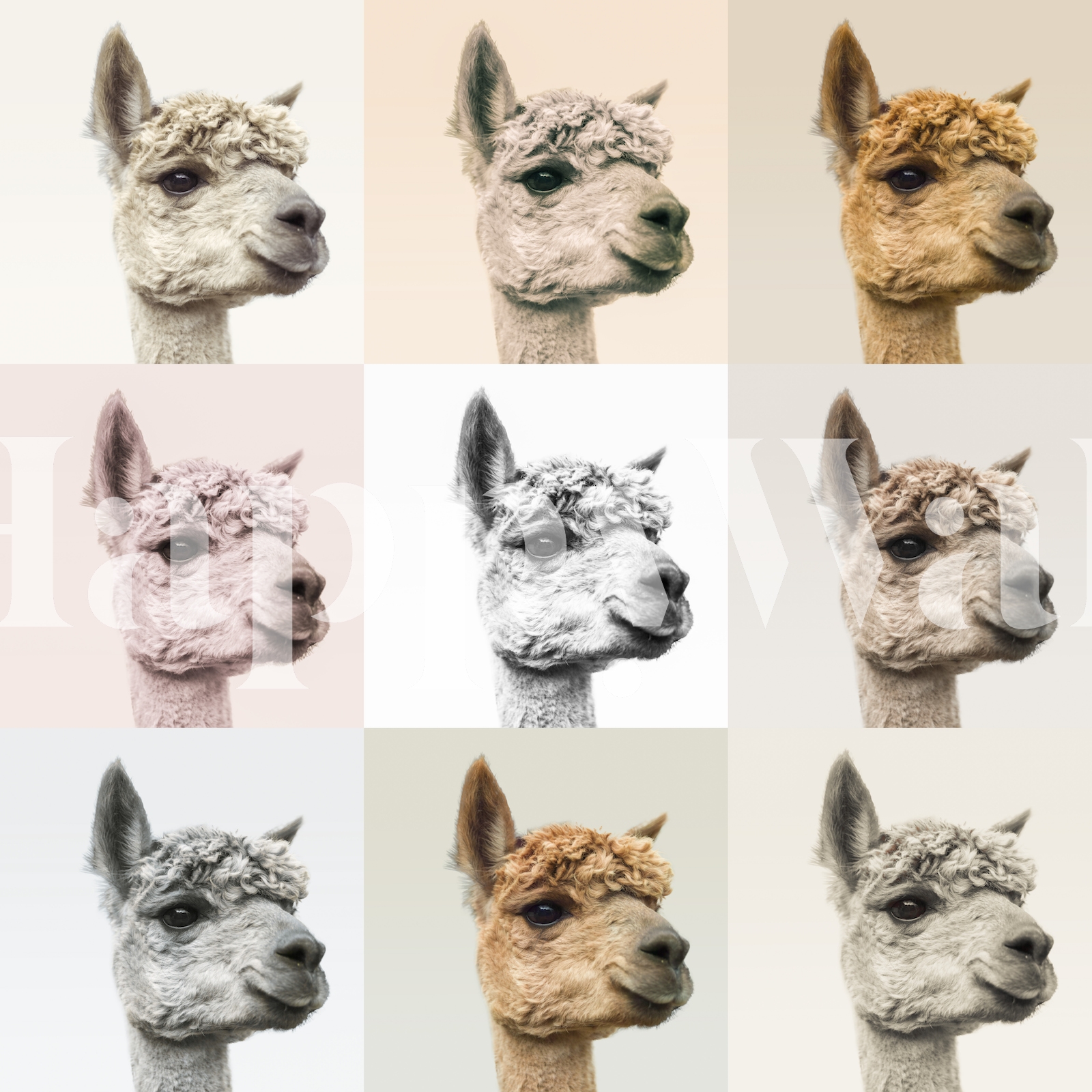 Collage of Alpacas Wallpaper | Happywall.com