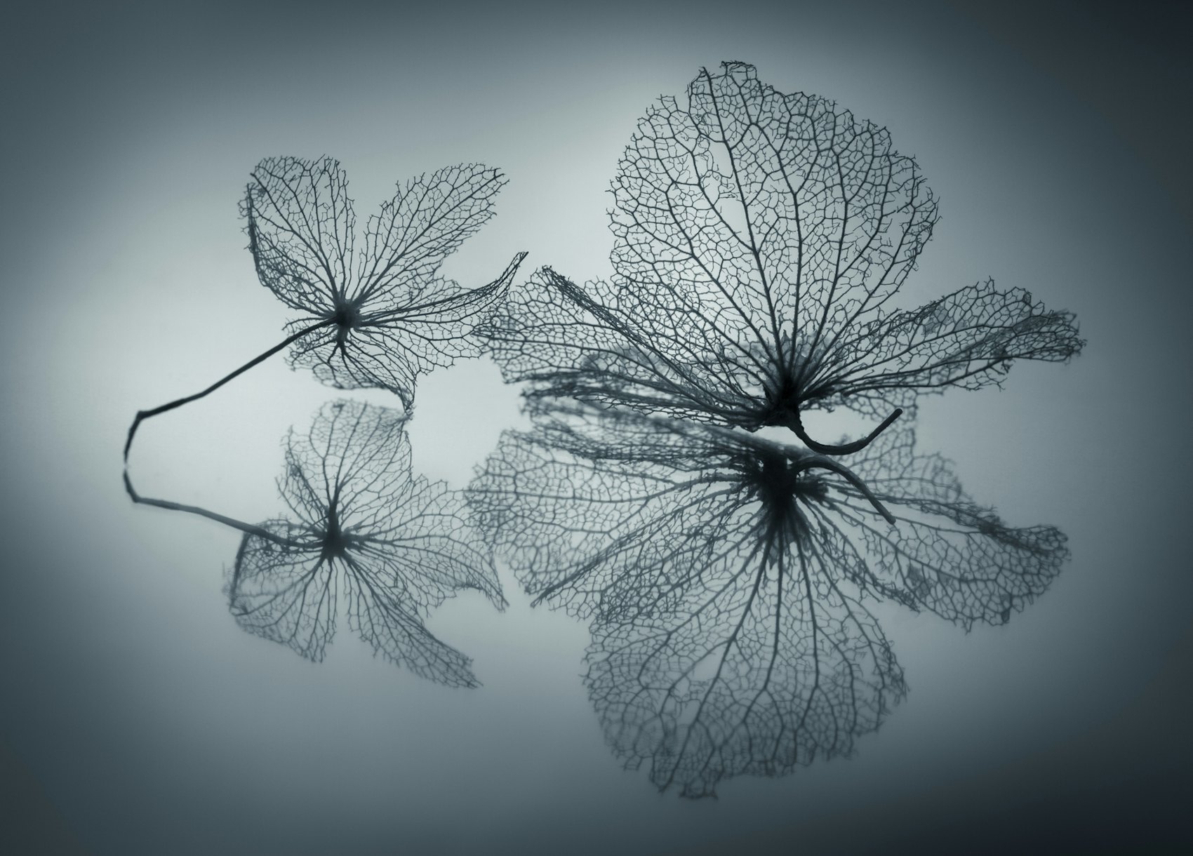 Buy Ephemeral Beauty Wallpaper Online | Happywall