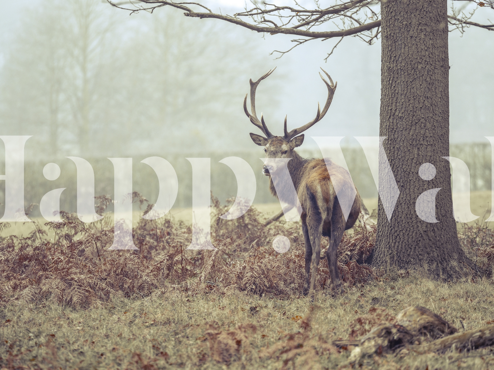 Lone Stag Nature Wallpaper