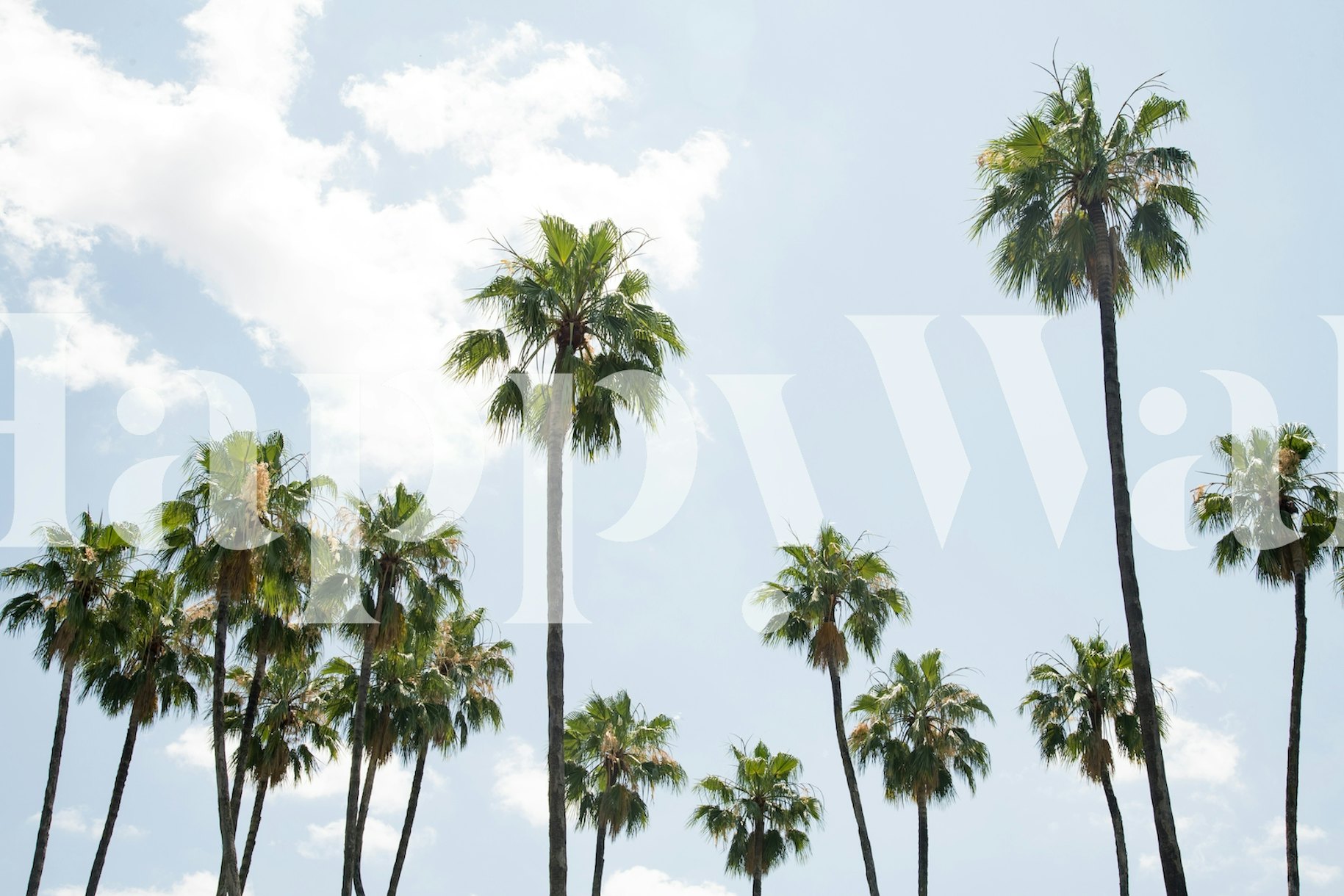 Buy Palm Trees Beauty 7 Wallpaper - Happywall