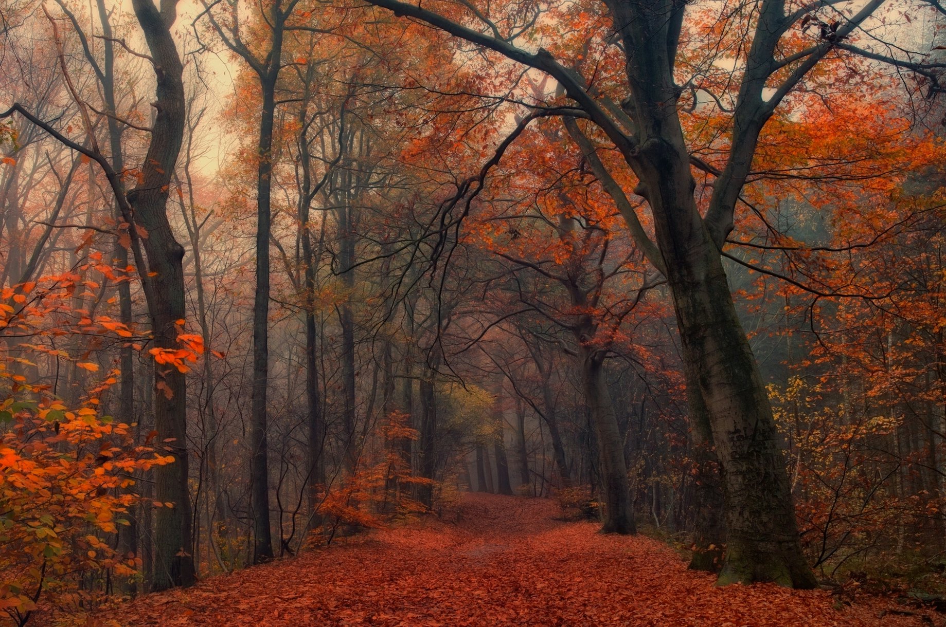 Decorative forrest wallpaper - Happywall