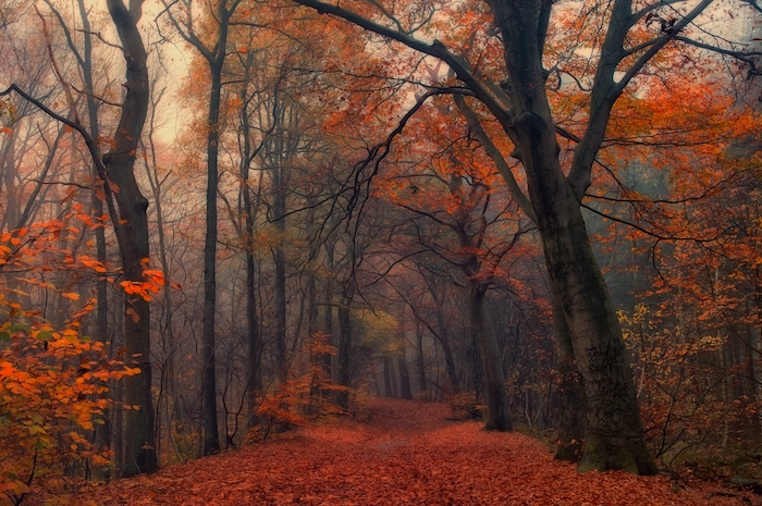 Decorative Forest Wallpaper - Happywall