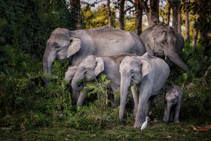 Buy Tasty Leaves Wallpaper Online | Happywall