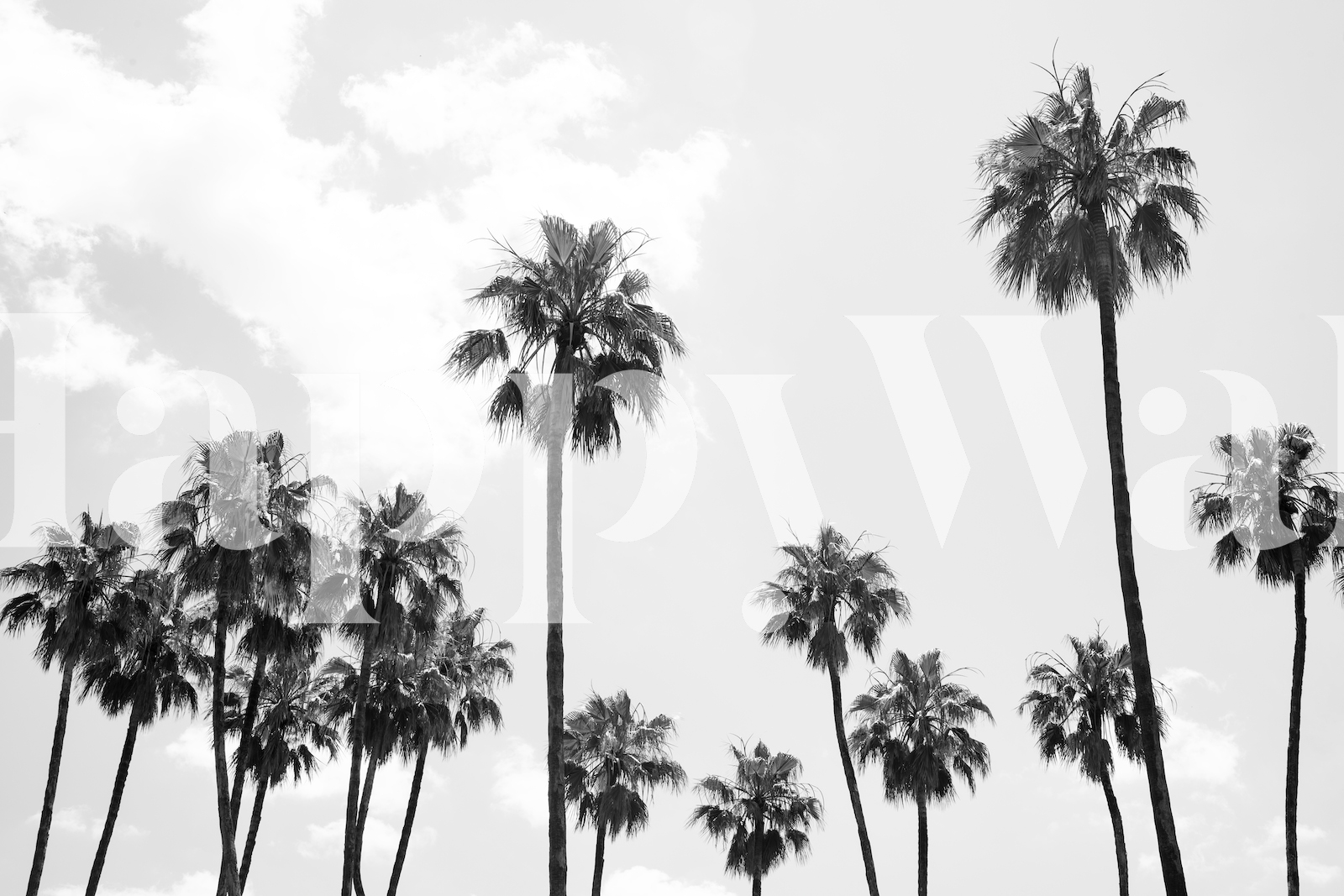 Black and White Palm Tree Wallpaper