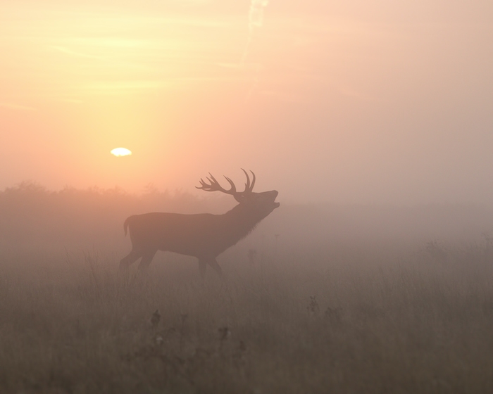 Misty Morning Stag Wallpaper - Buy Online | Happywall