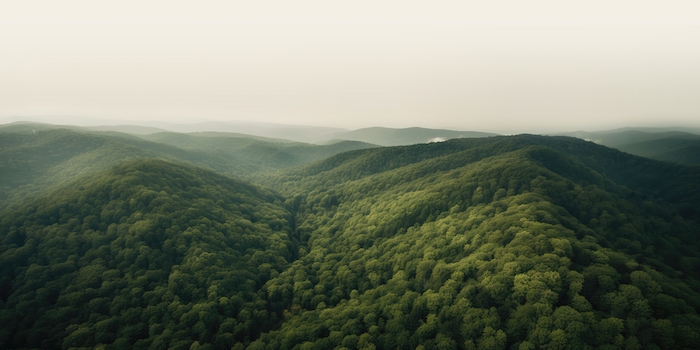 Forest Mountain Green Wallpaper - Buy Online at Happywall
