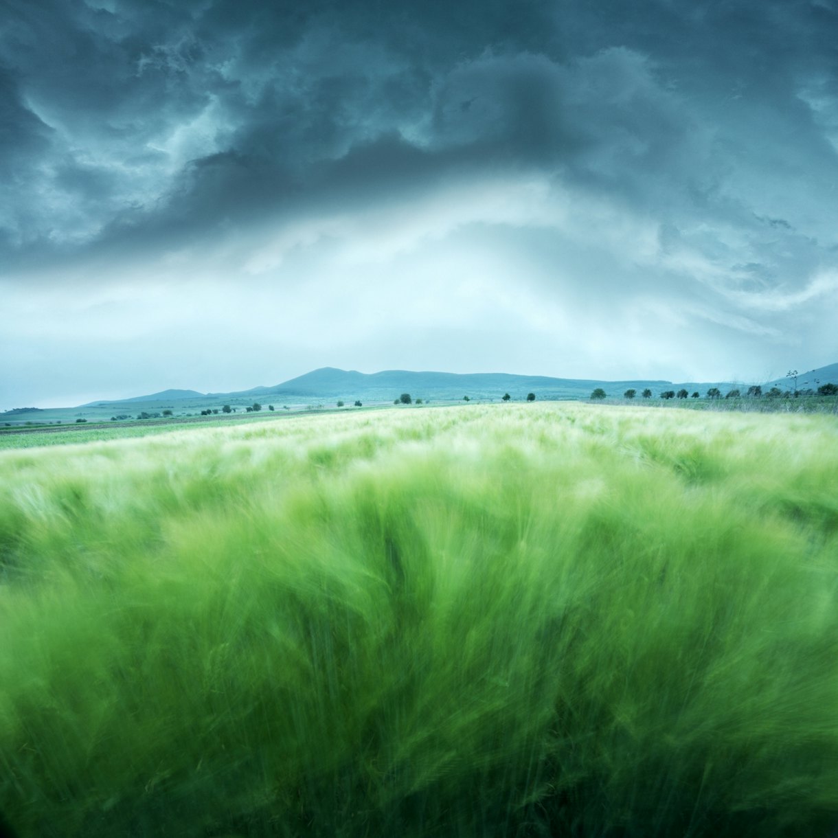 Gorgeous Barley Field Wallpaper | Happywall