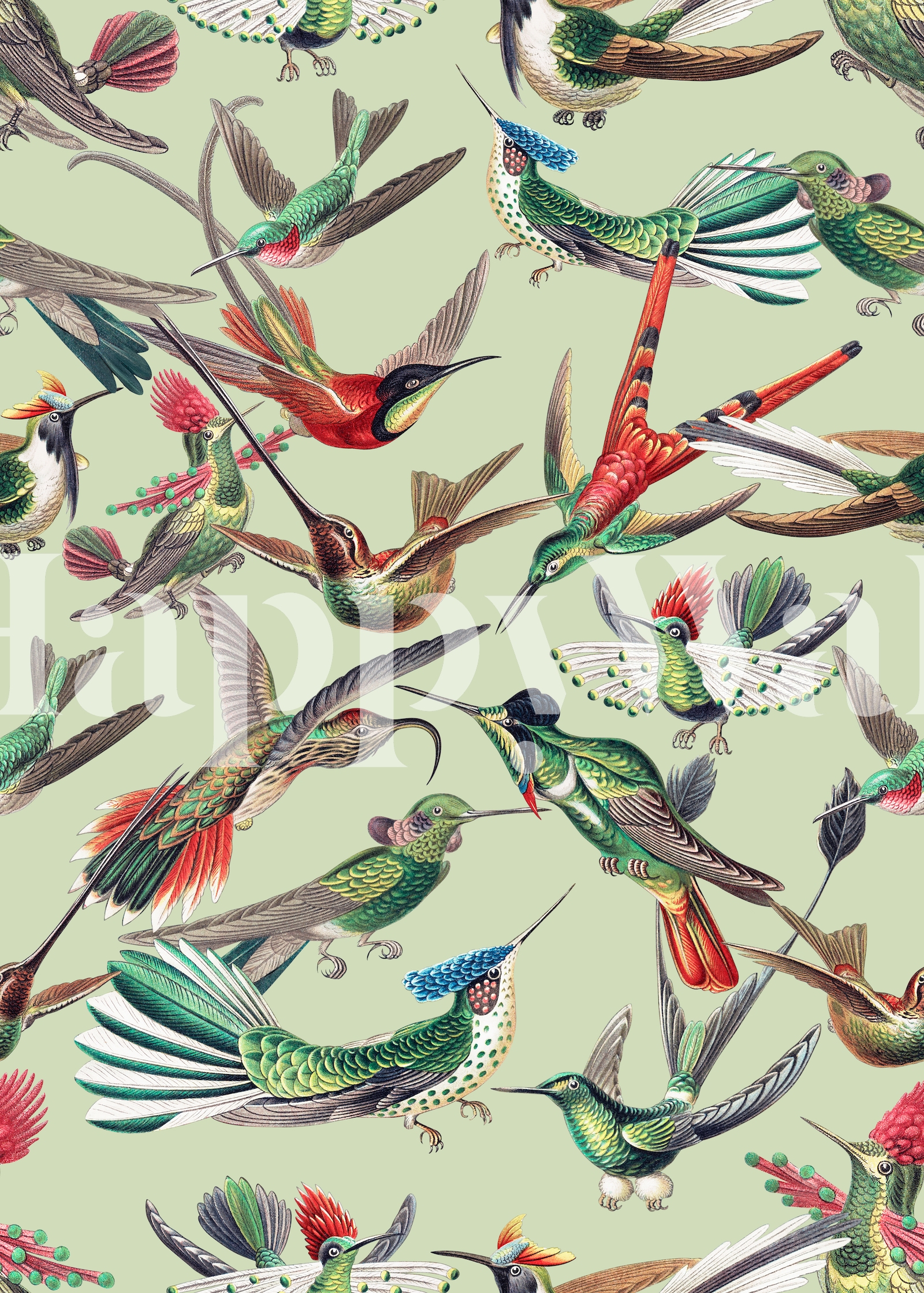 Buy Hummingbirds by Ernst Haeckel Pattern Wallpaper | Happywall