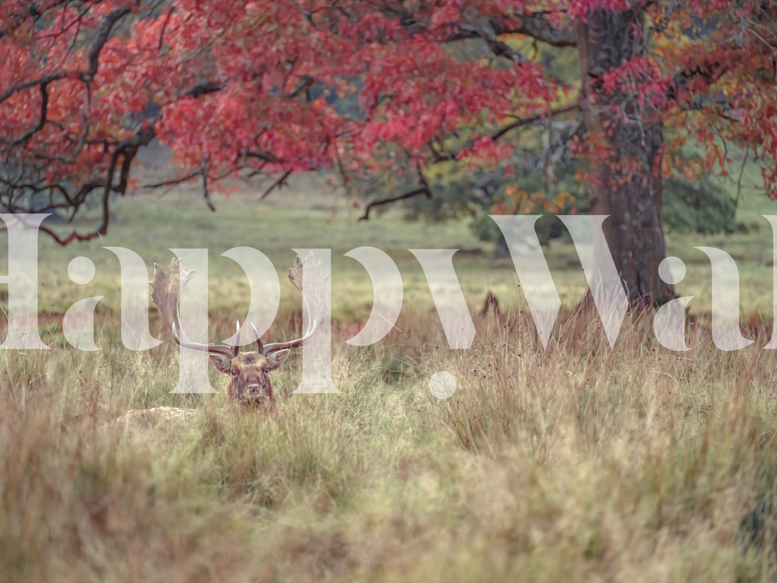 Stag in Wild Wallpaper | Happywall.com