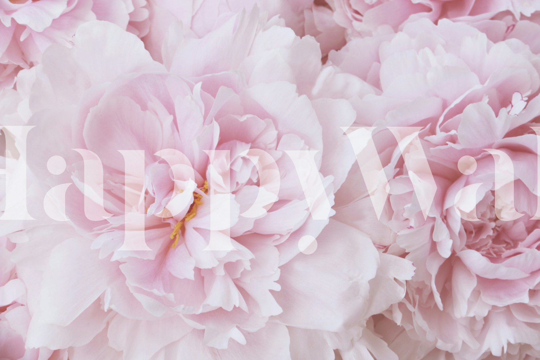 Soft Pink Peony Blossom Wallpaper | Buy Online at Happywall