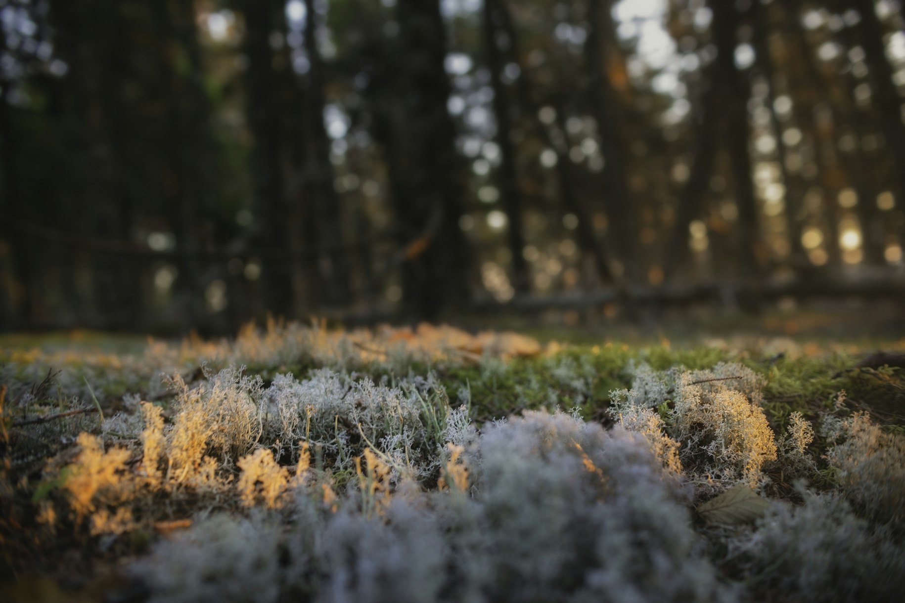 Forest ground wallpaper - Happywall