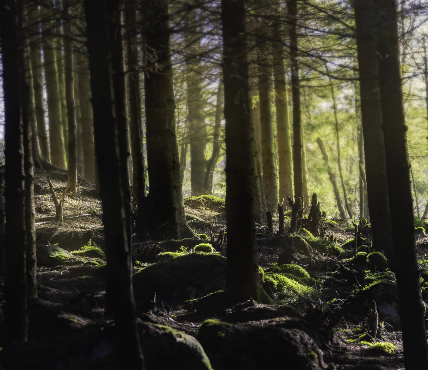 Forest lights wallpaper - Happywall