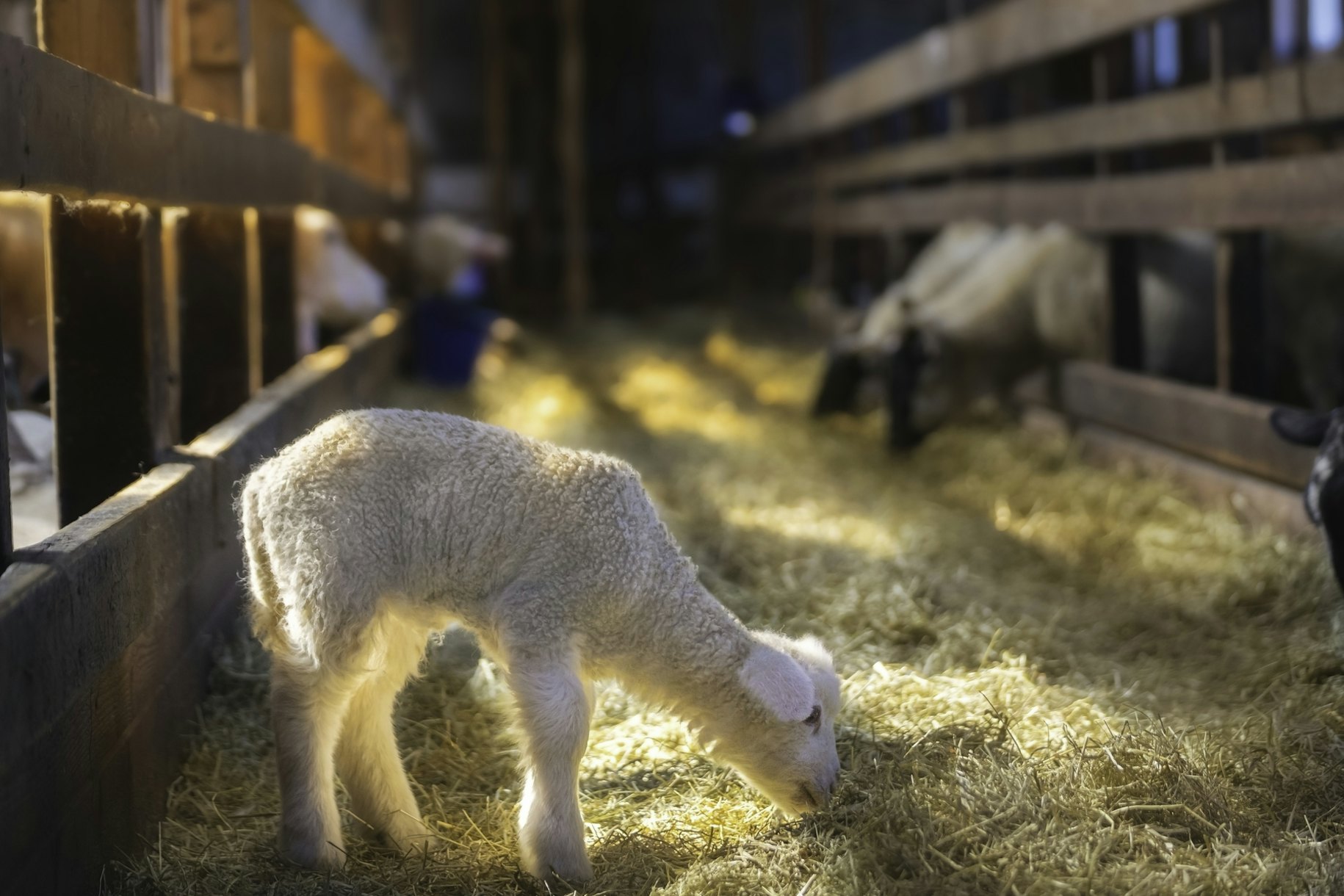 Buy The Lamb Wallpaper | Cute Animal Design | Happywall