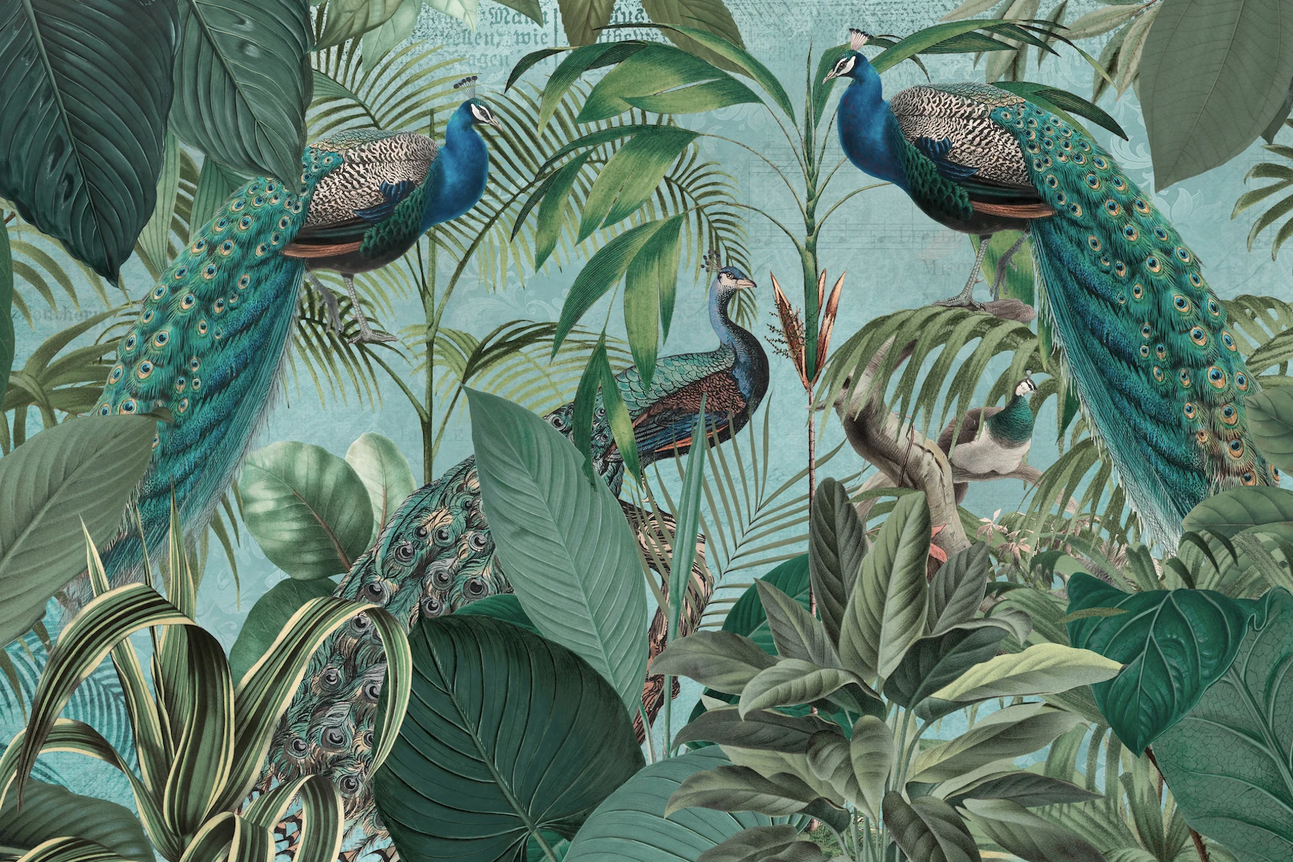 Peacock's Jungle Adventure Lush Green Wallpaper - Buy Online | Happywall